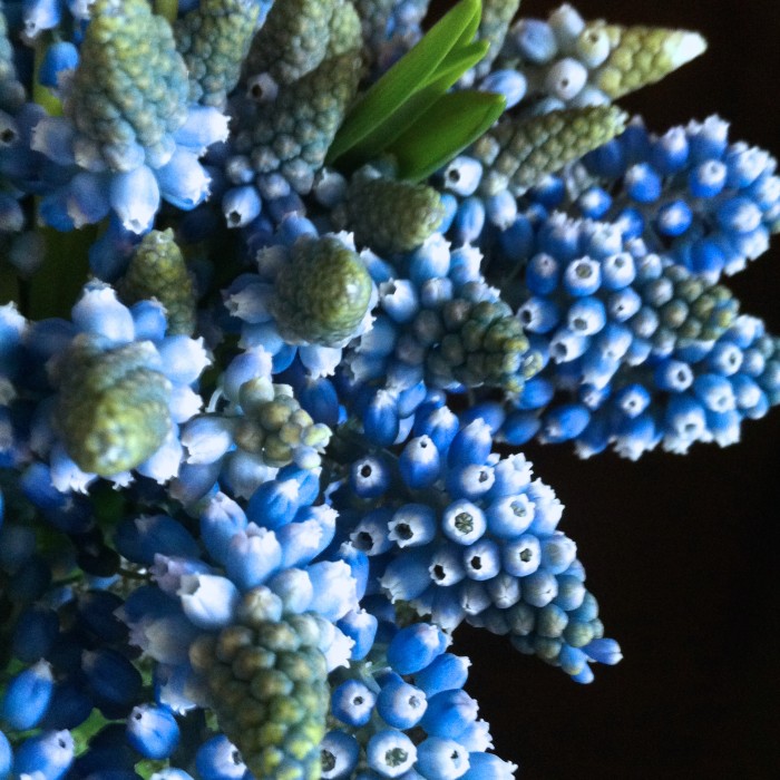 Flowers - birch florists san francisco